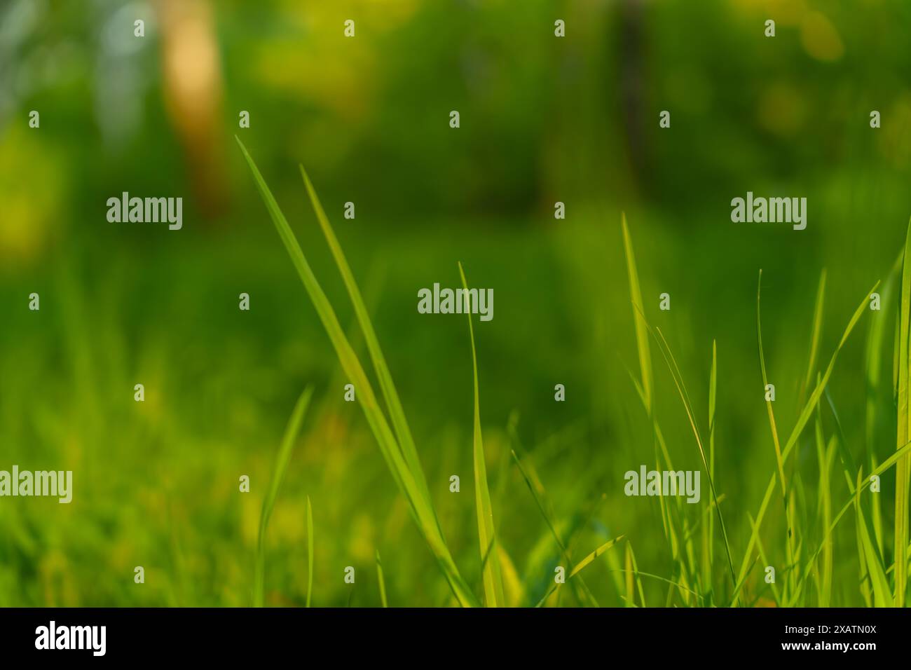 High quality cutter hi-res stock photography and images - Alamy