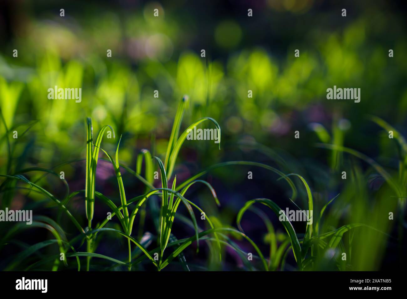 High quality cutter hi-res stock photography and images - Alamy