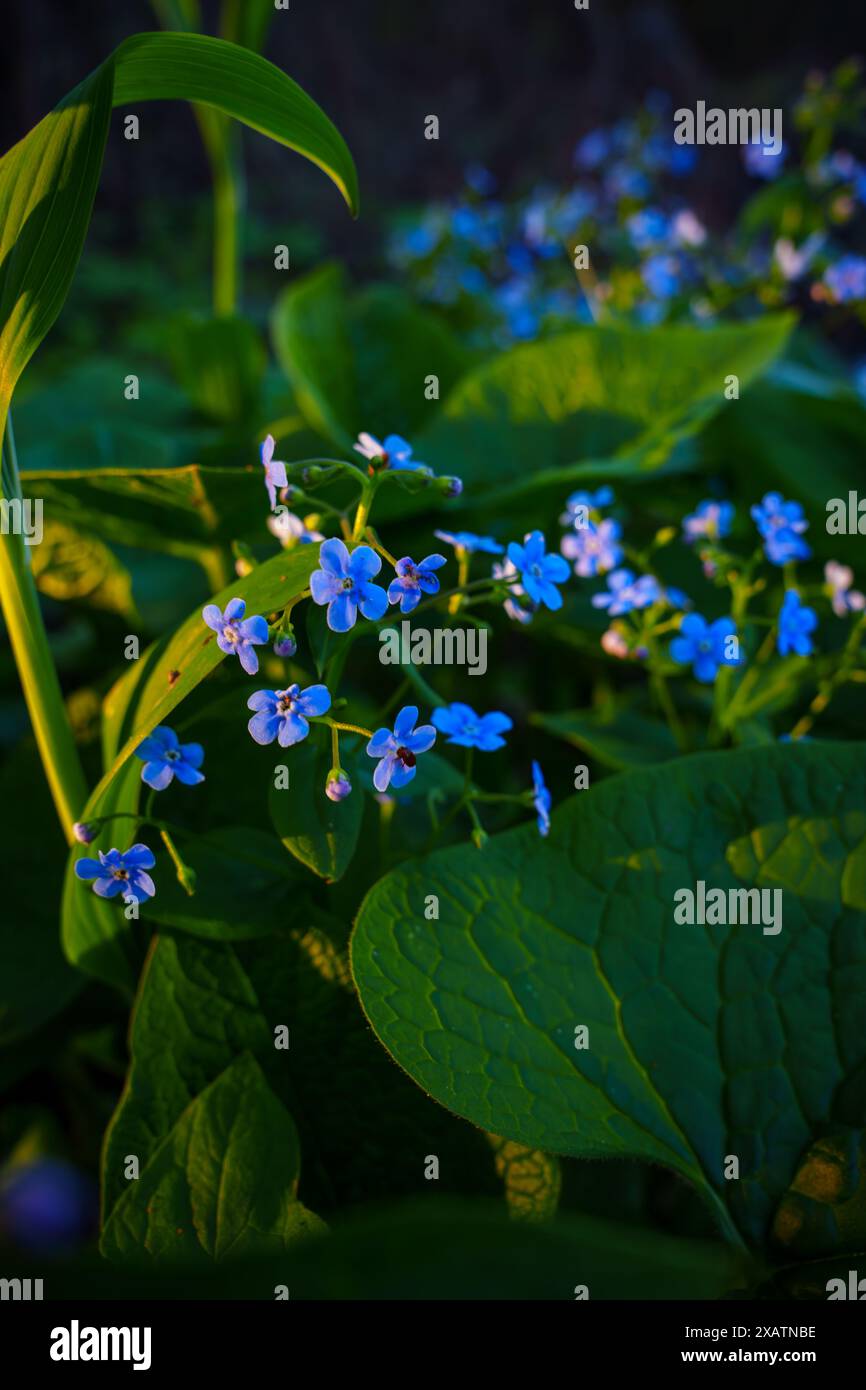 Vector bouquet wild flowers hi-res stock photography and images - Alamy