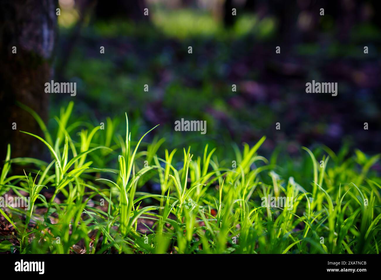 A young spring lawn Stock Photo - Alamy