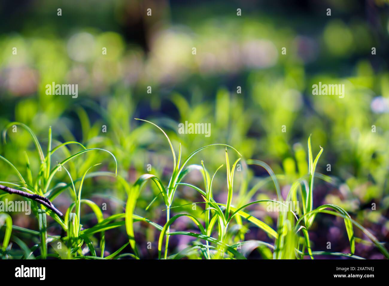 A young spring lawn Stock Photo - Alamy