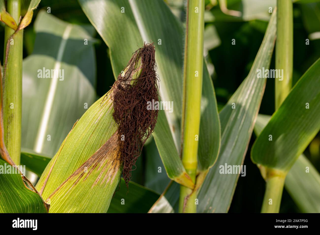 Cornfield with corn ear and pollinated silk growing on cornstalk ...