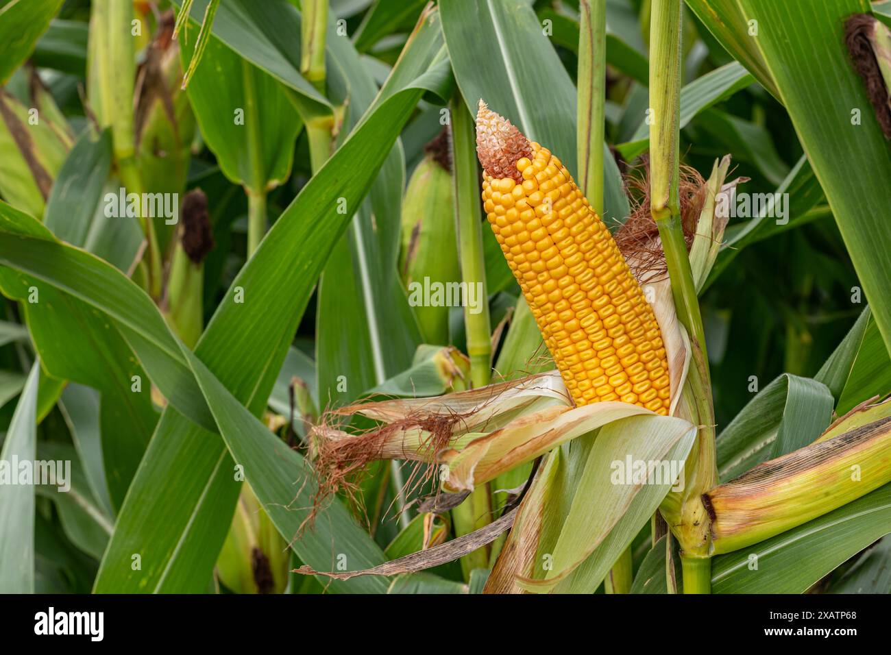 Ear of corn shucked in cornfield during summer. Grain fill, corn ...