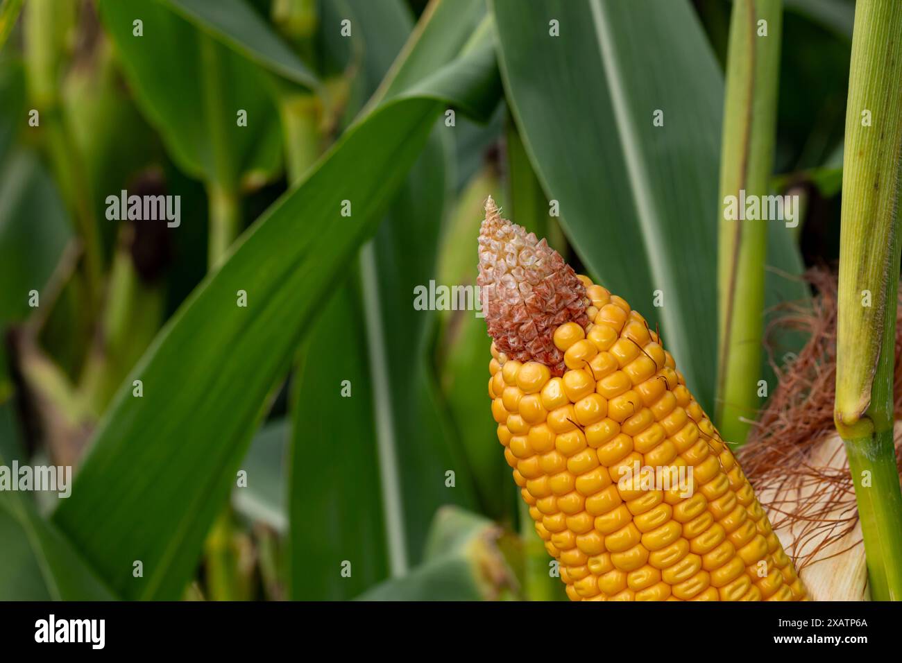 Ear of corn shucked in cornfield during summer. Grain fill, corn ...