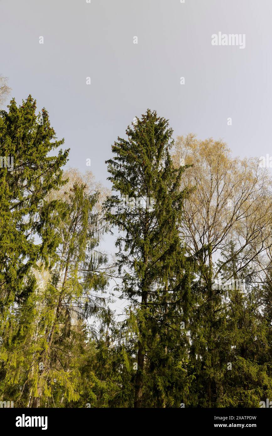 Old tall spruce hi-res stock photography and images - Alamy