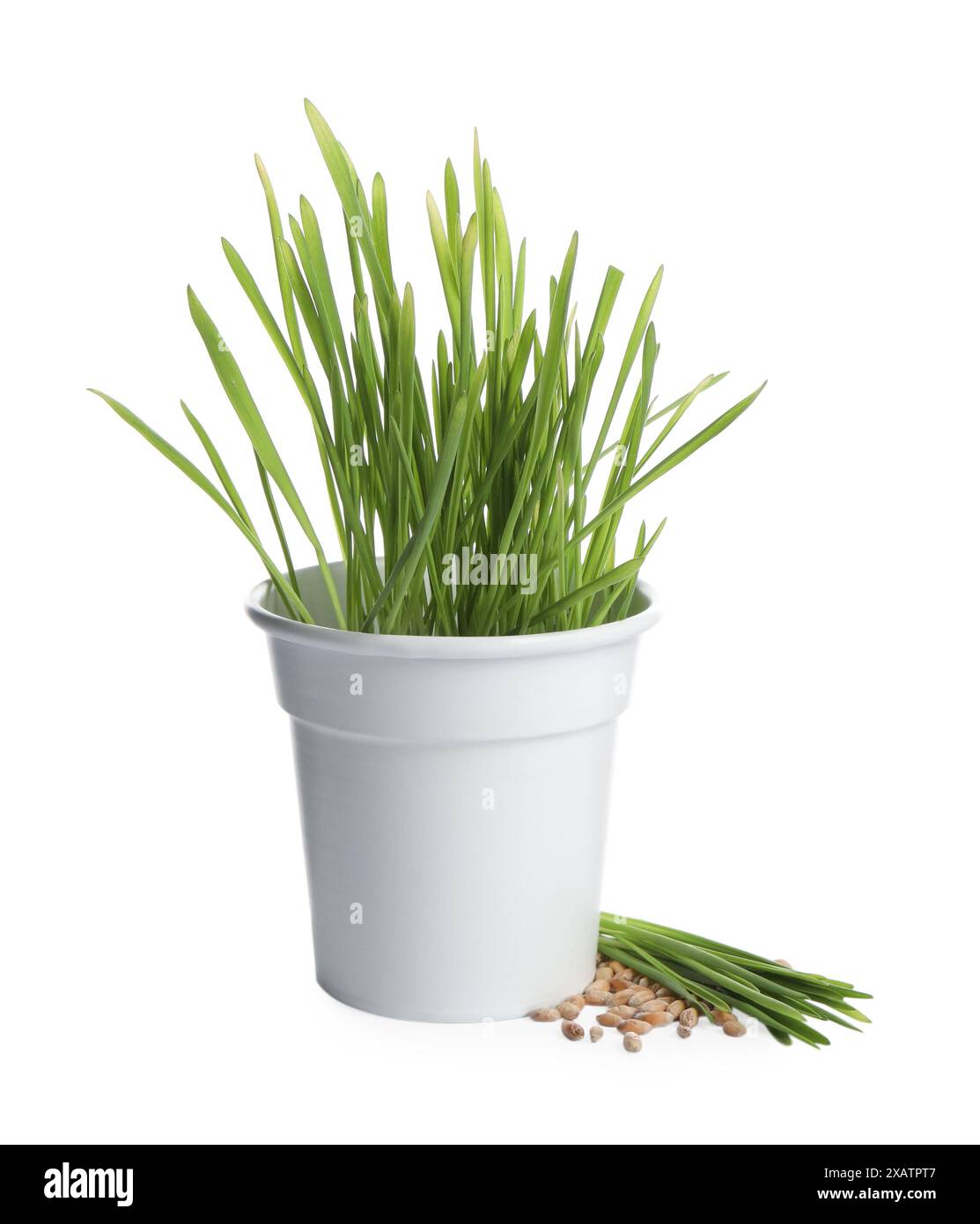 Fresh wheat grass in pot, sprouts and seeds isolated on white Stock ...