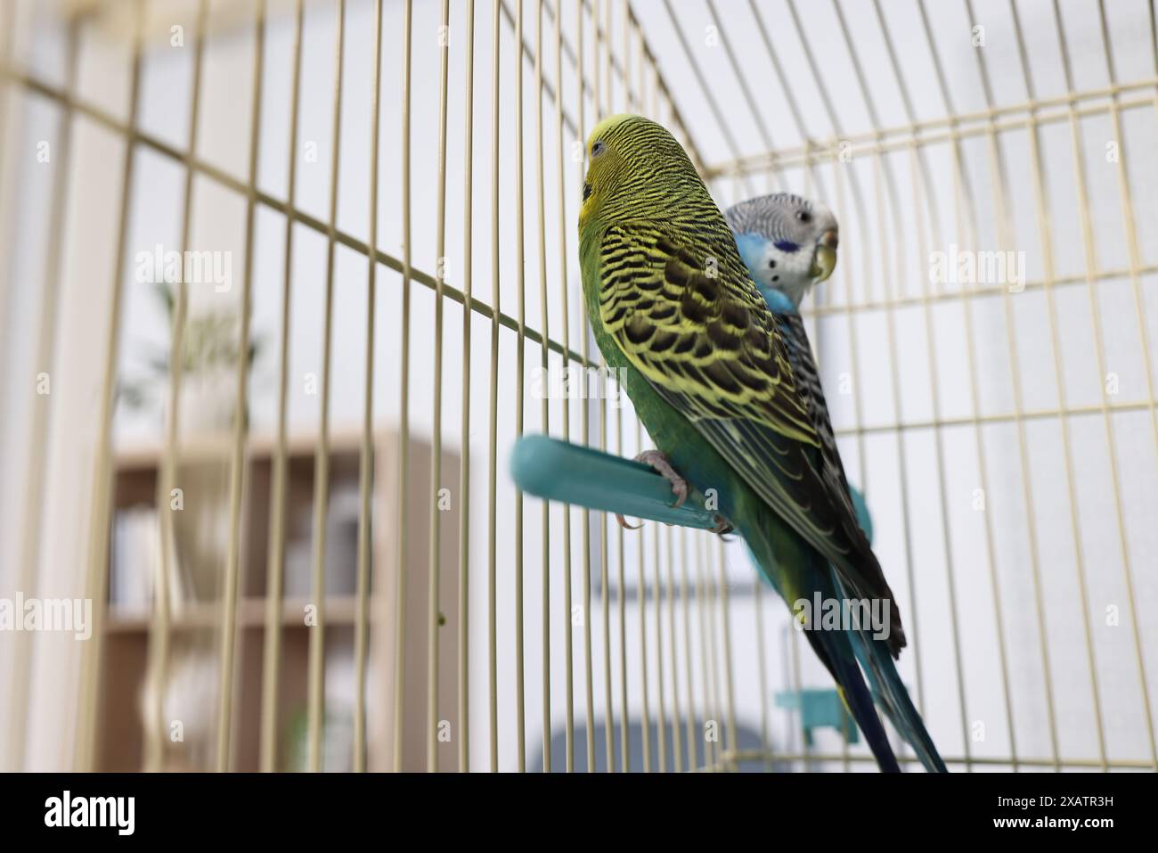 Beautiful bright parrots in cage indoors. Exotic pets Stock Photo - Alamy
