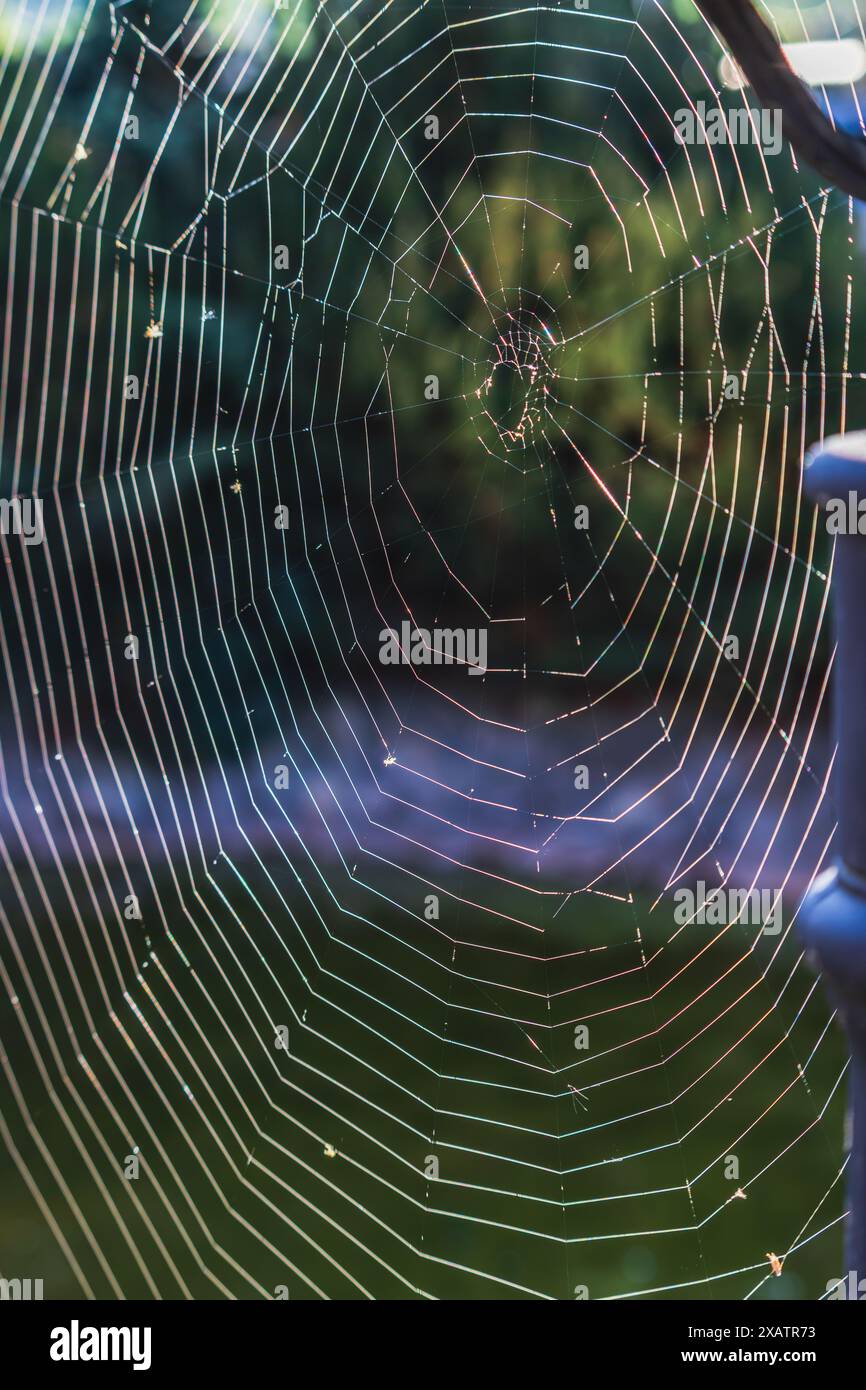 Quality Spider Web
