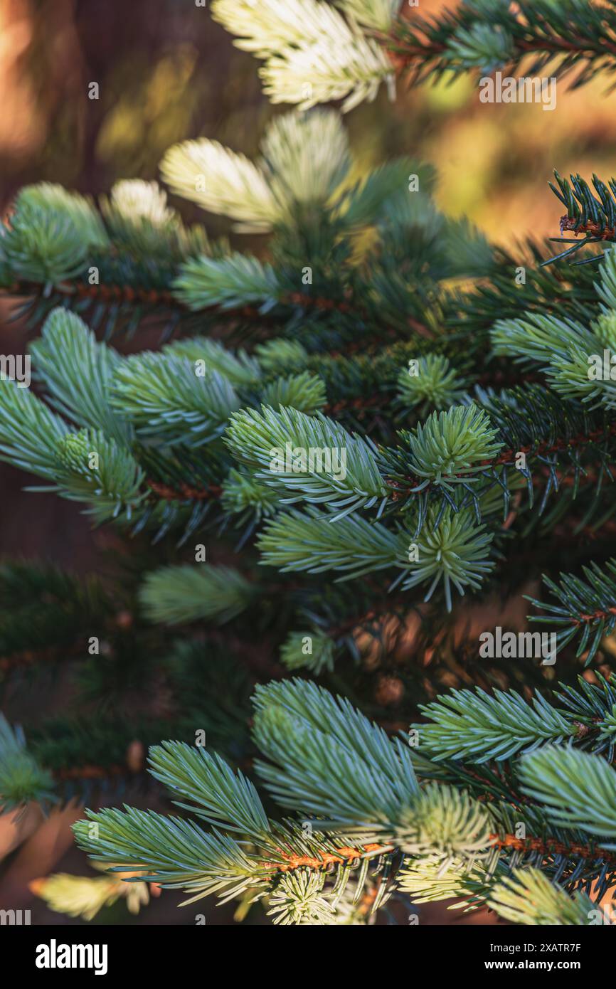 Landscaping of various conifers, trees and shrubs in the park. Photo ...
