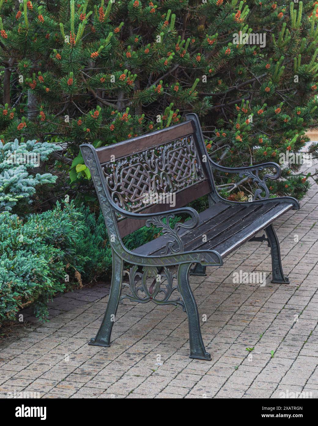 Robin garden bench hi-res stock photography and images - Alamy