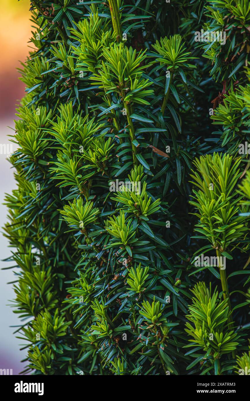 Landscaping of various conifers, trees and shrubs in the park. Photo ...