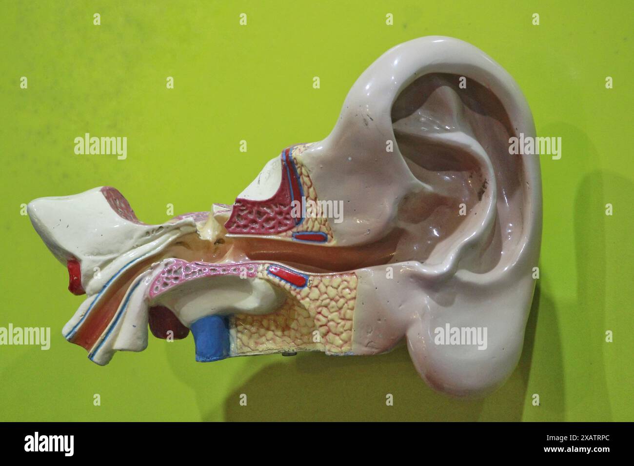 Mannequin teaching aids in ear anatomy Stock Photo - Alamy