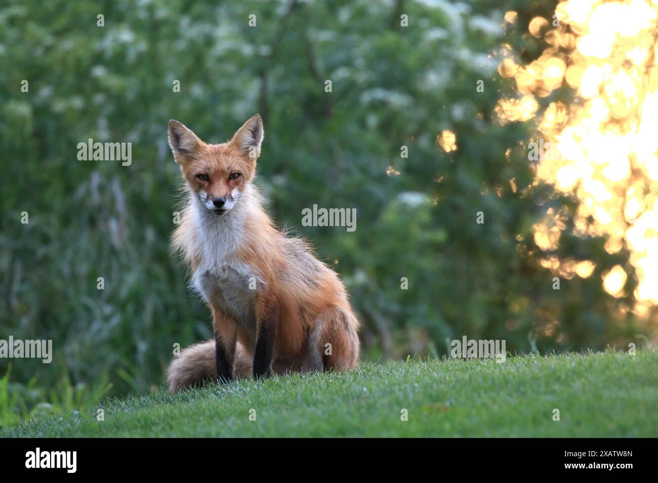 Fox feet leaves hi-res stock photography and images - Alamy