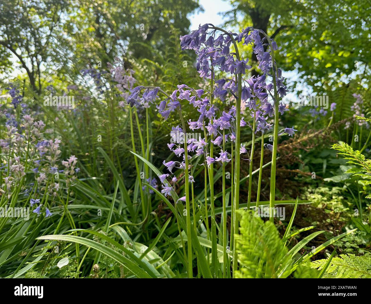 Beautiful hyacinthoides flowers growing in botanical garden Stock Photo ...