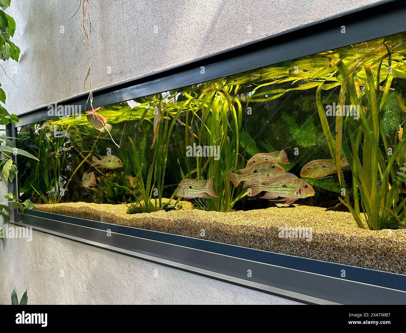 Aquarium with fish and underwater plants in botanical garden Stock ...