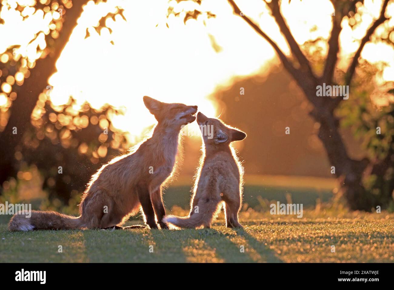 Fox feet leaves hi-res stock photography and images - Alamy