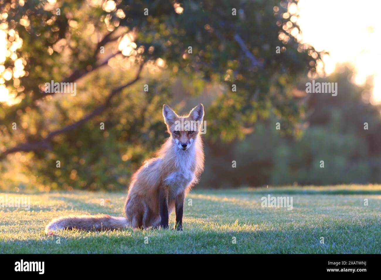 Fox feet leaves hi-res stock photography and images - Alamy