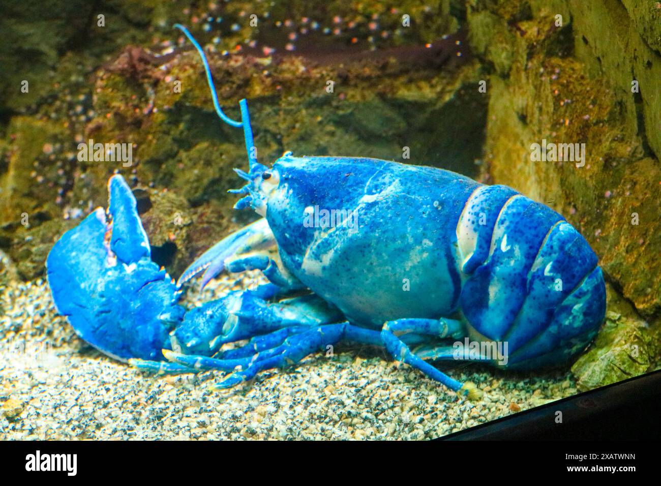 BLue crab inside an aquarium in Chicago Illinois Stock Photo - Alamy
