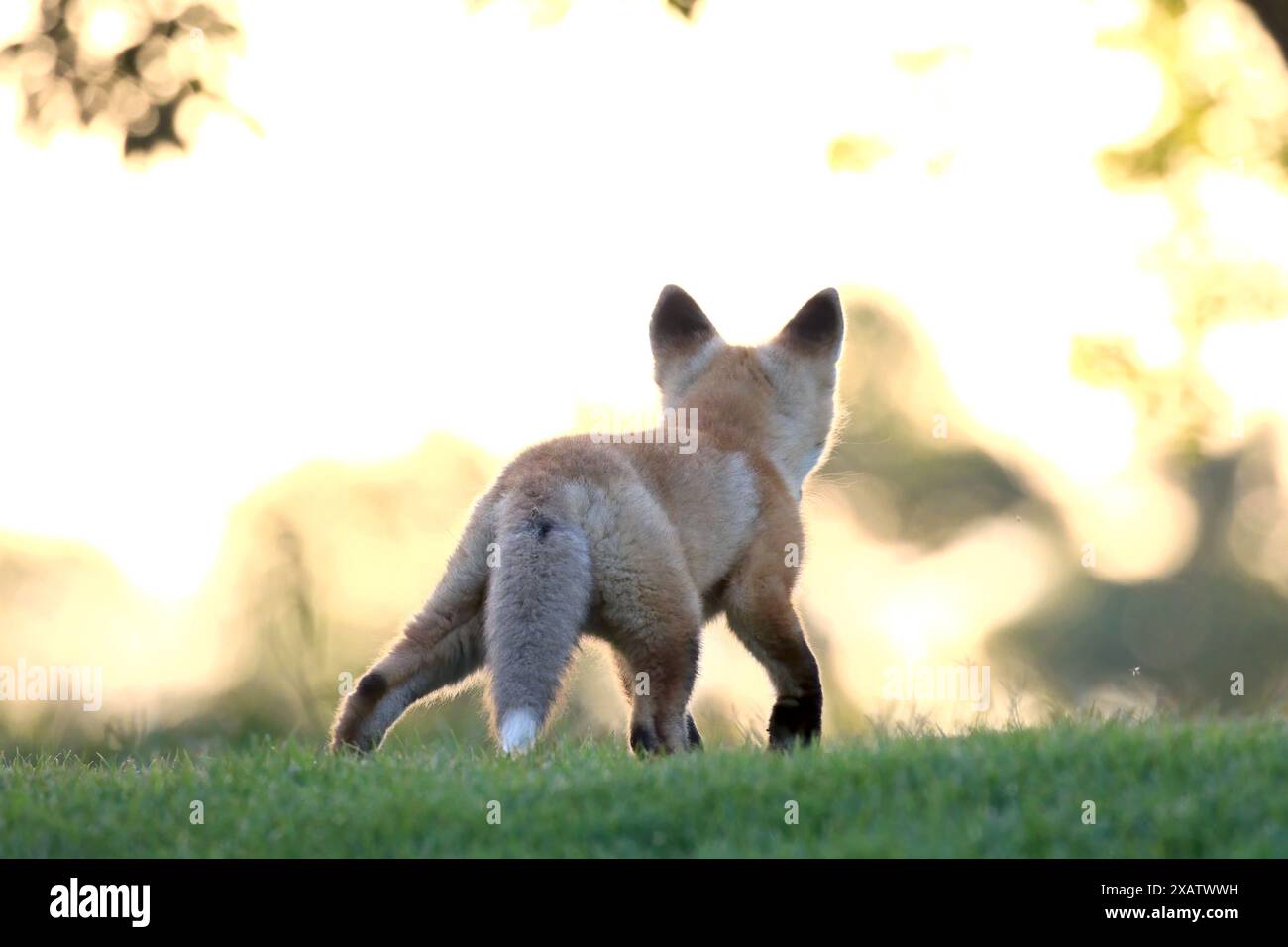 Fox feet leaves hi-res stock photography and images - Alamy