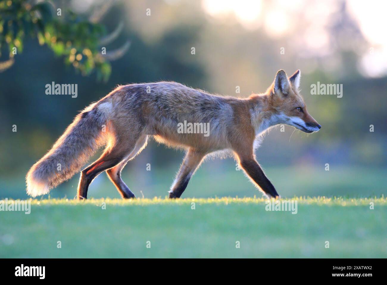 California red fox hi-res stock photography and images - Alamy