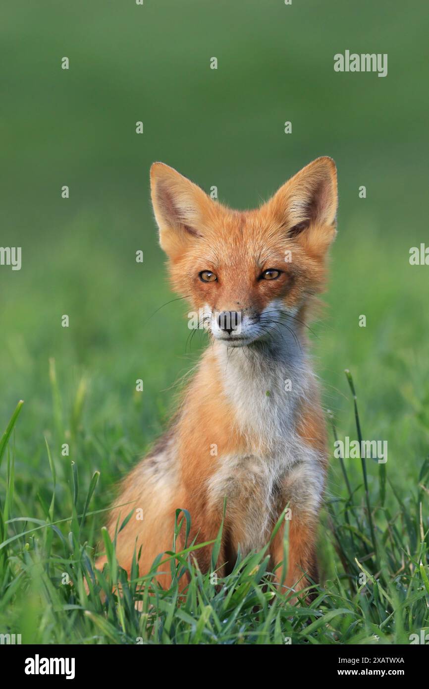 Fox feet leaves hi-res stock photography and images - Alamy