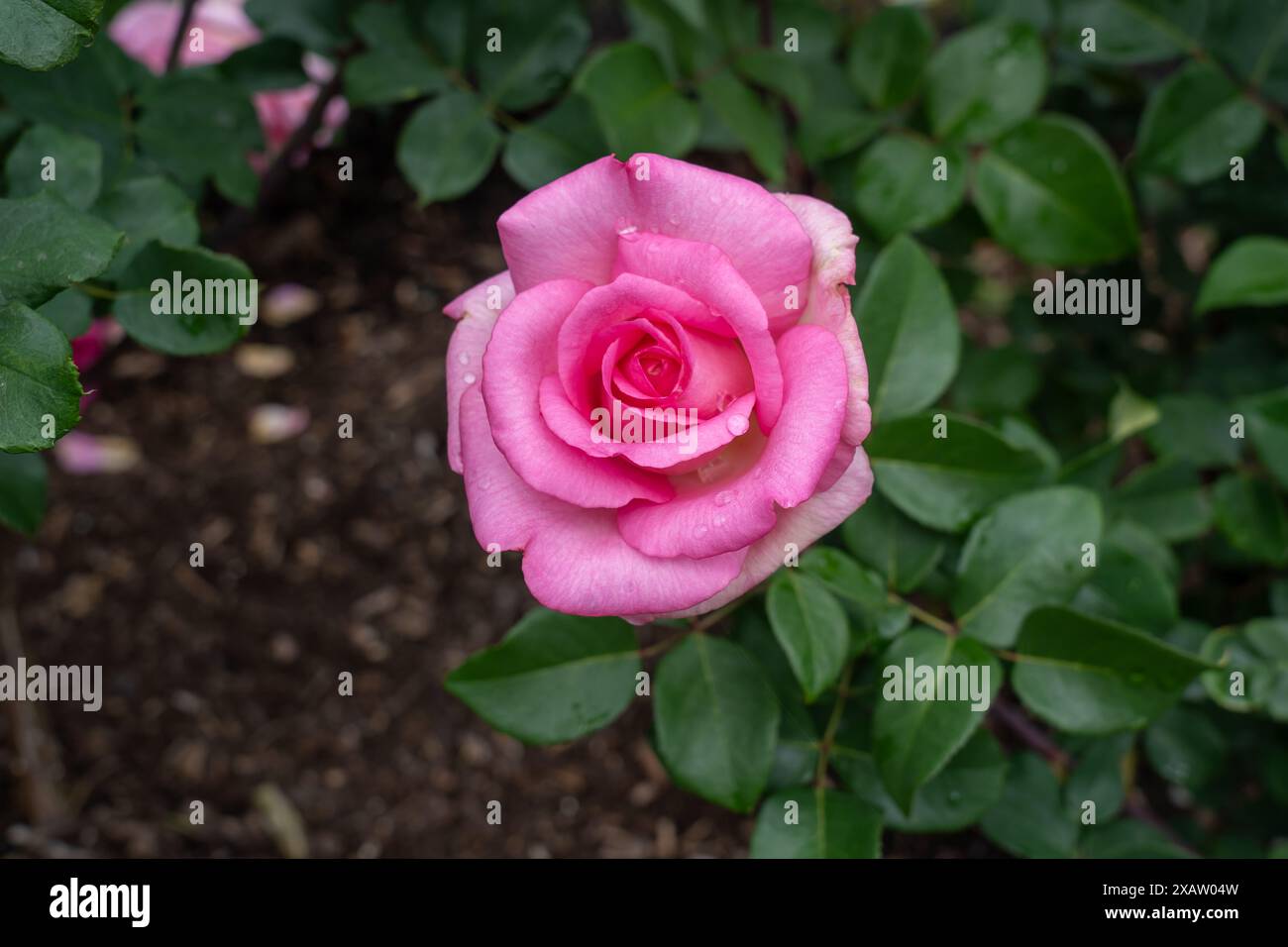 A Rose (Rosa 'Beverly') flower growing in the garden. United States ...