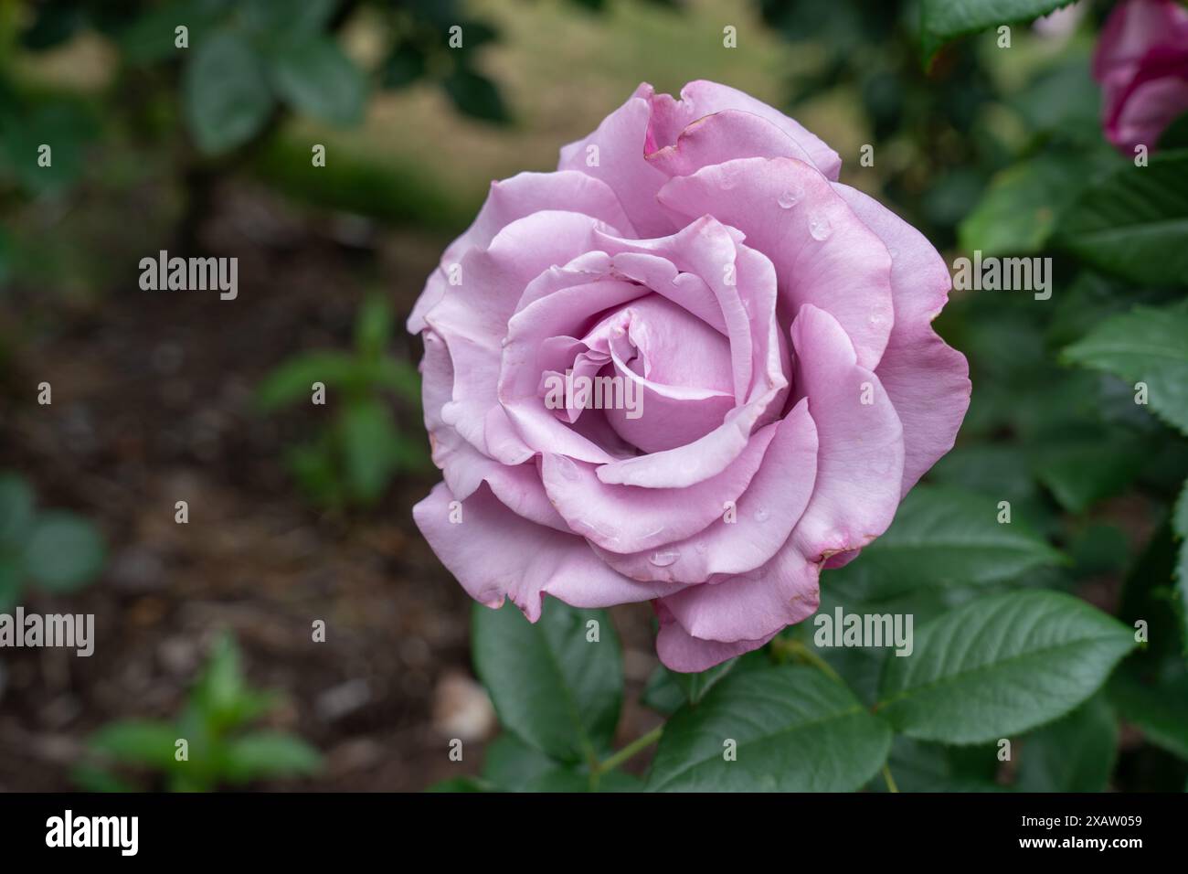 Wekhilpurnil hi-res stock photography and images - Alamy