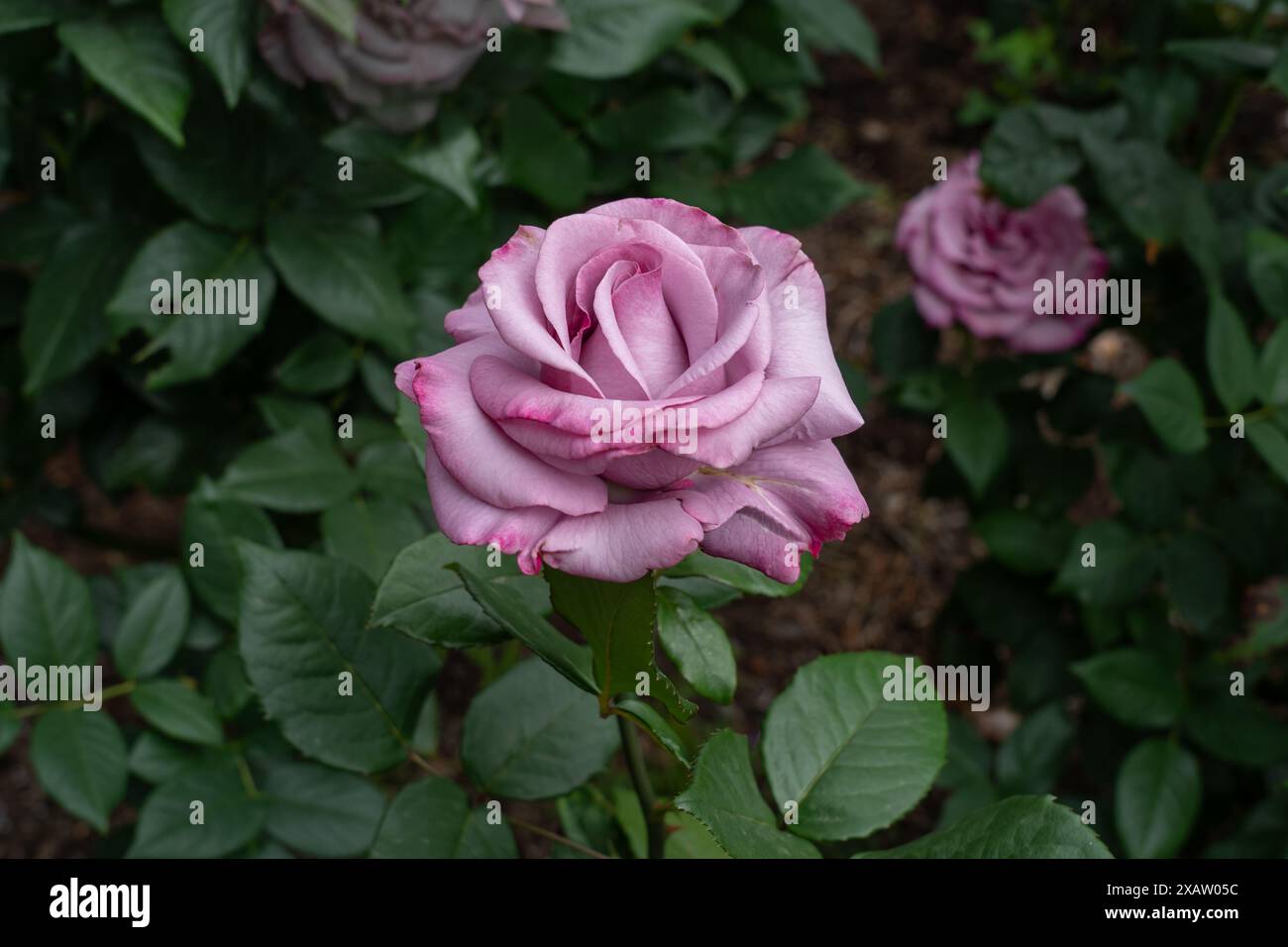 à neptune hi-res stock photography and images - Alamy