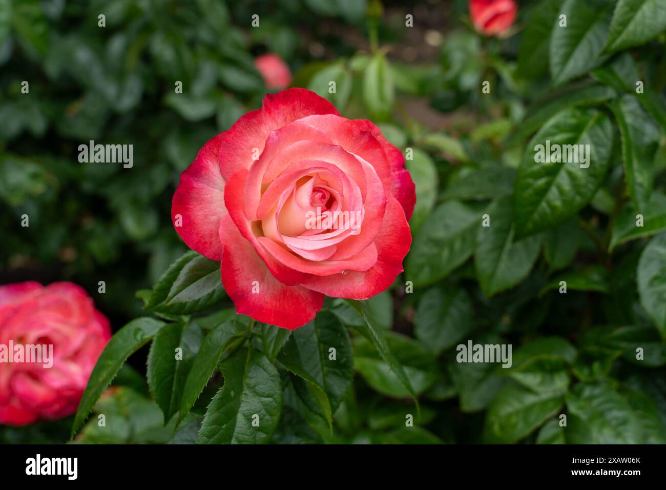 Rosa scott hi-res stock photography and images - Alamy