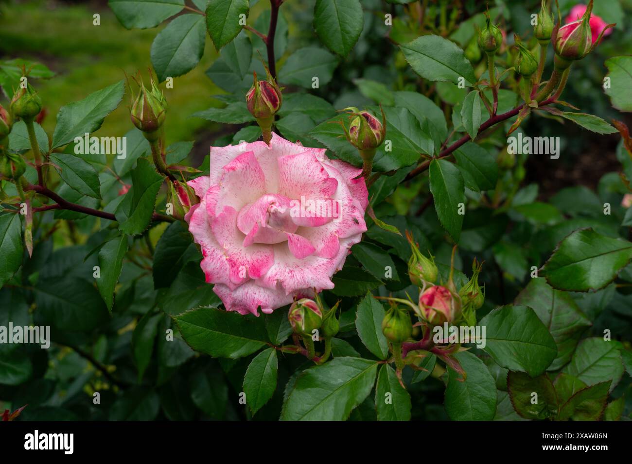 Roses roll hi-res stock photography and images - Alamy