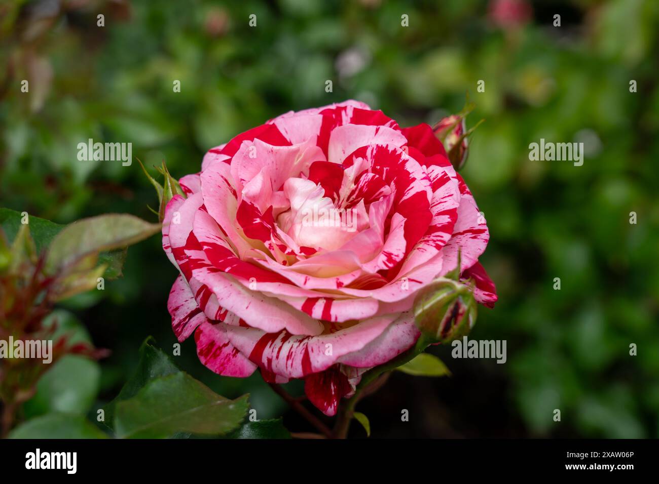 Rock roll roses hi-res stock photography and images - Alamy