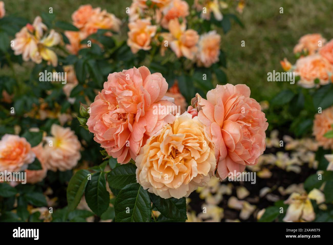 Rose flowers growing in hi-res stock photography and images - Alamy