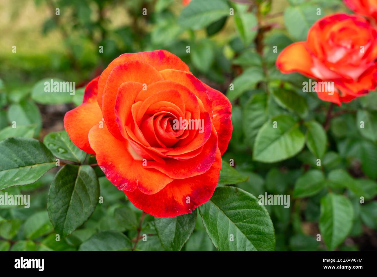 A Smokin Hot Rose flower growing in the garden. United States Stock ...