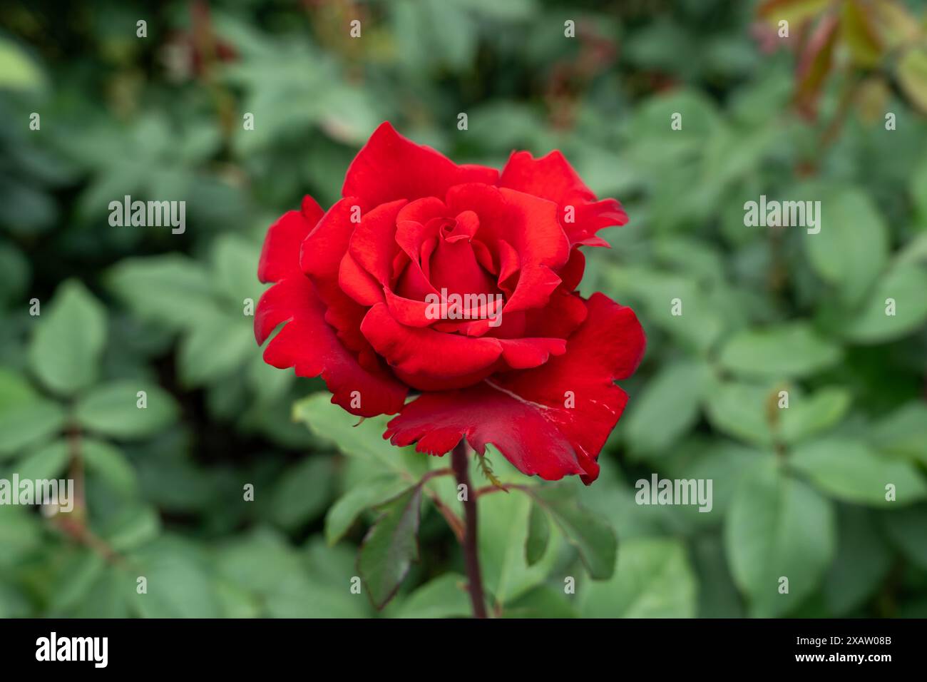 An Opening Night Rose flower growing in the garden. United States Stock ...