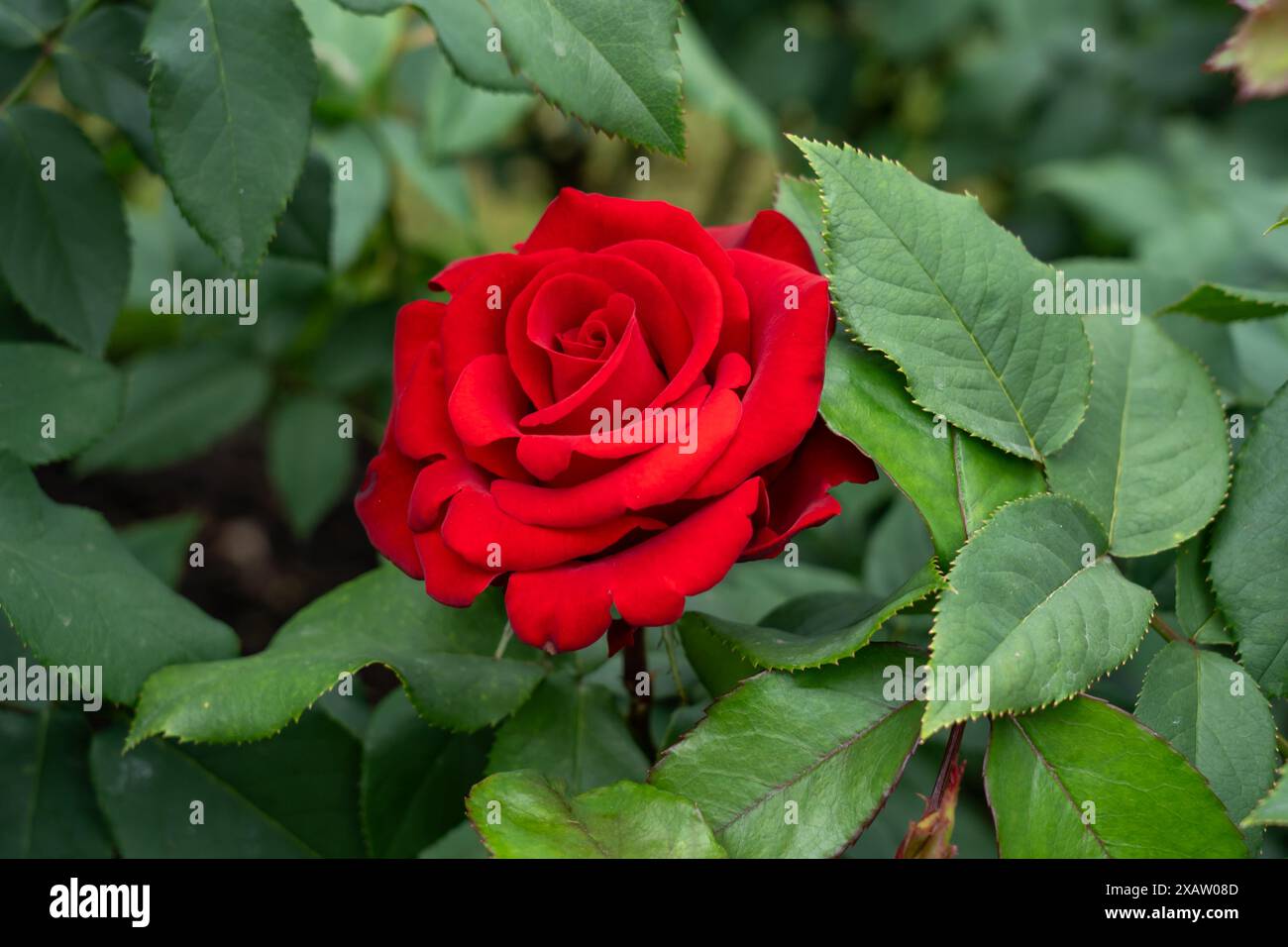 An Opening Night Rose flower growing in the garden. United States Stock ...