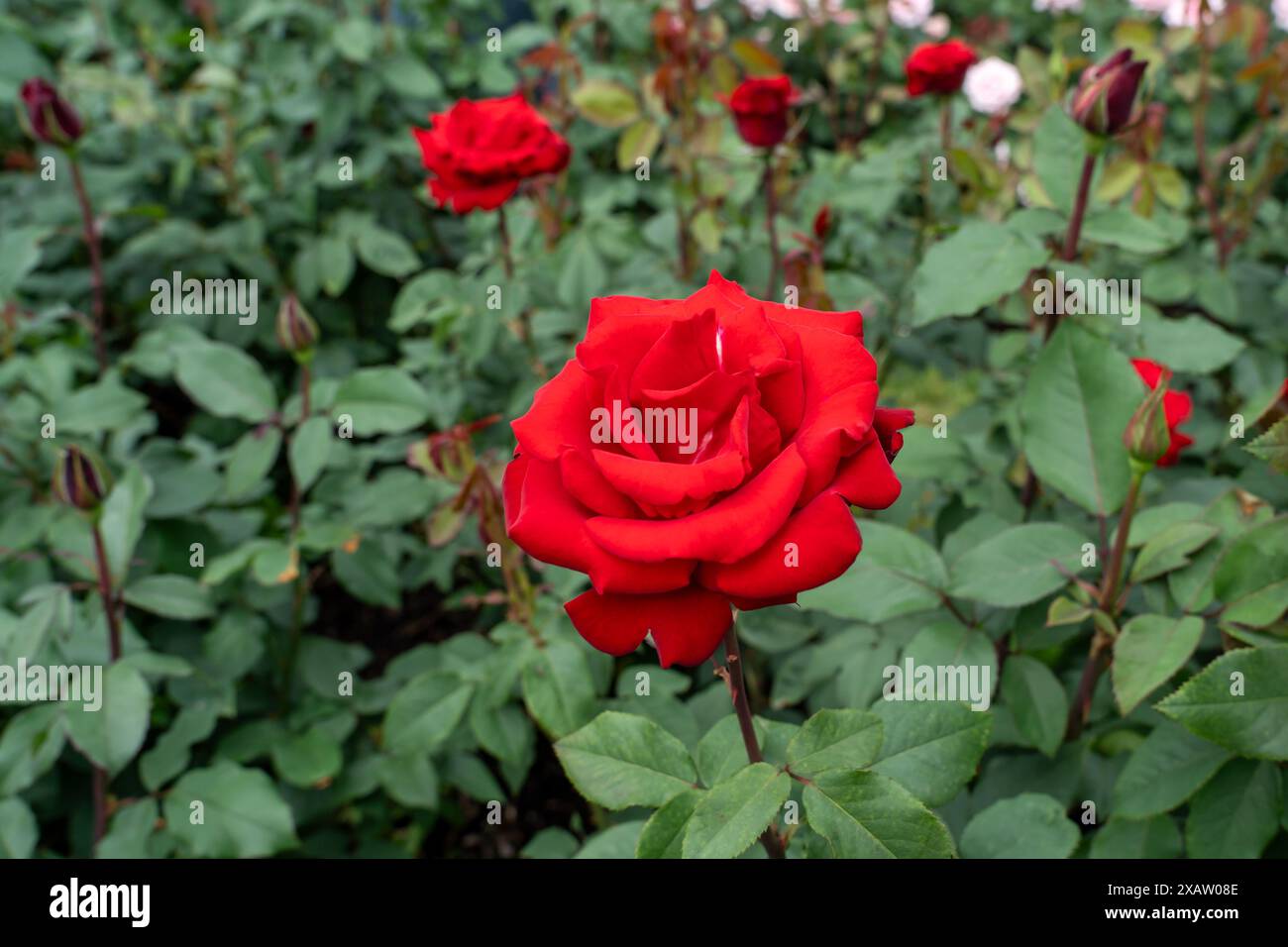 Red rose garden night hi-res stock photography and images - Alamy