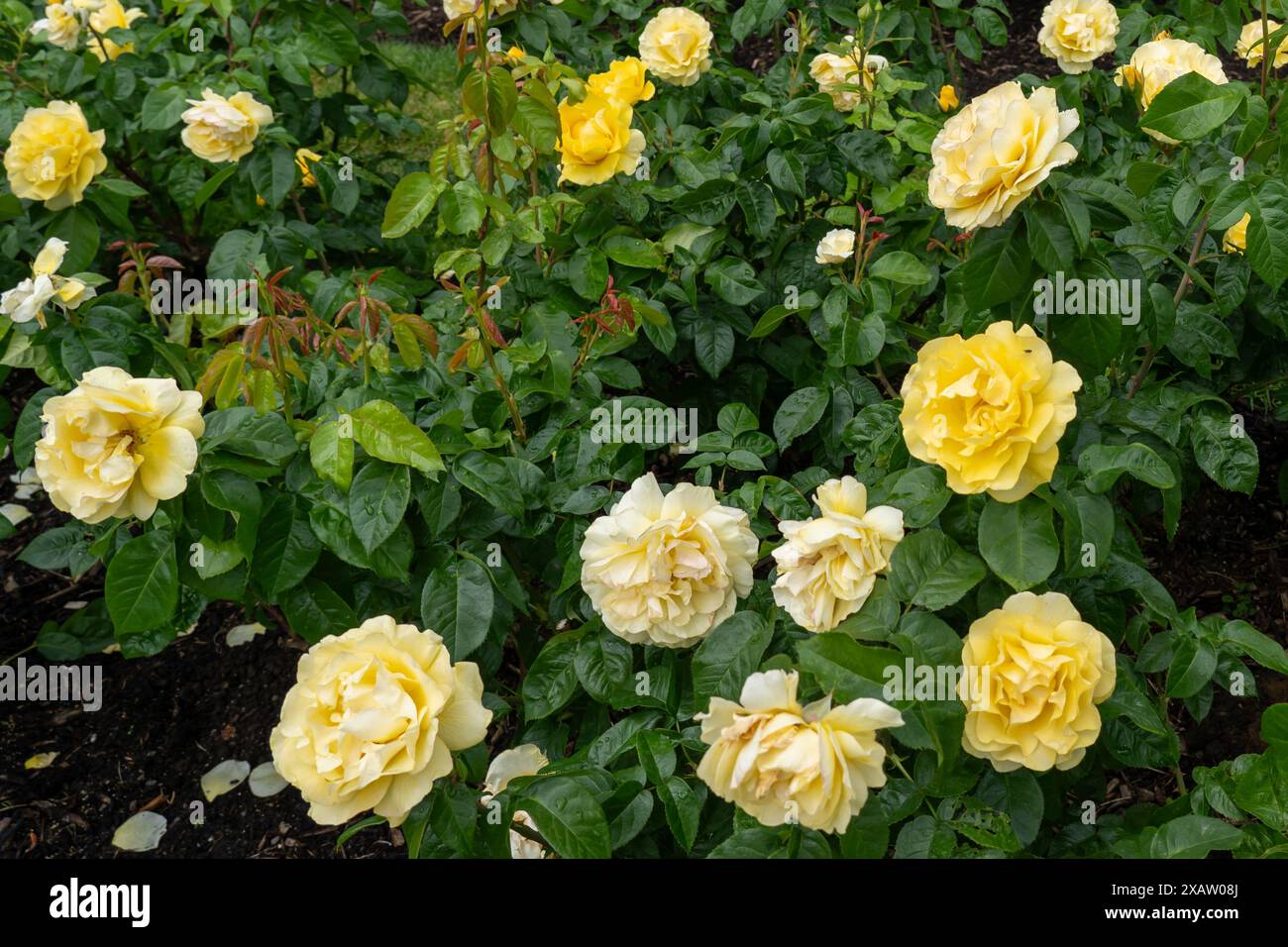 People go to the rose garden hi-res stock photography and images - Alamy
