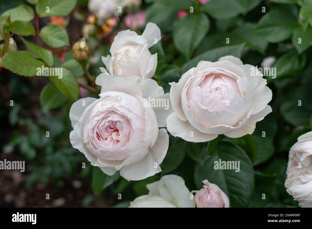 People go to the roses hi-res stock photography and images - Alamy