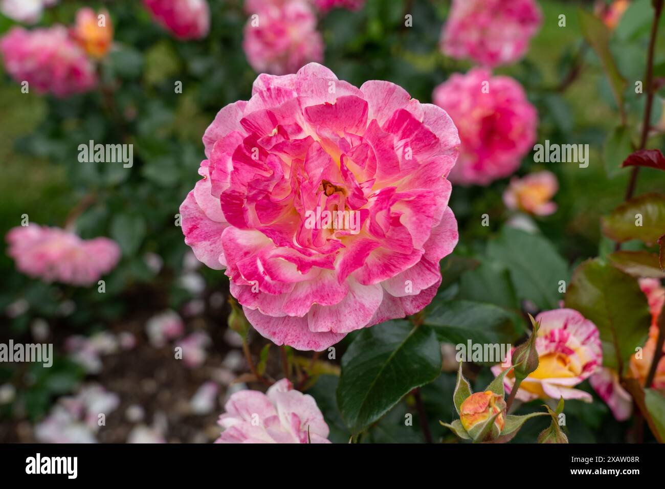 American magic rose flower hi-res stock photography and images - Alamy
