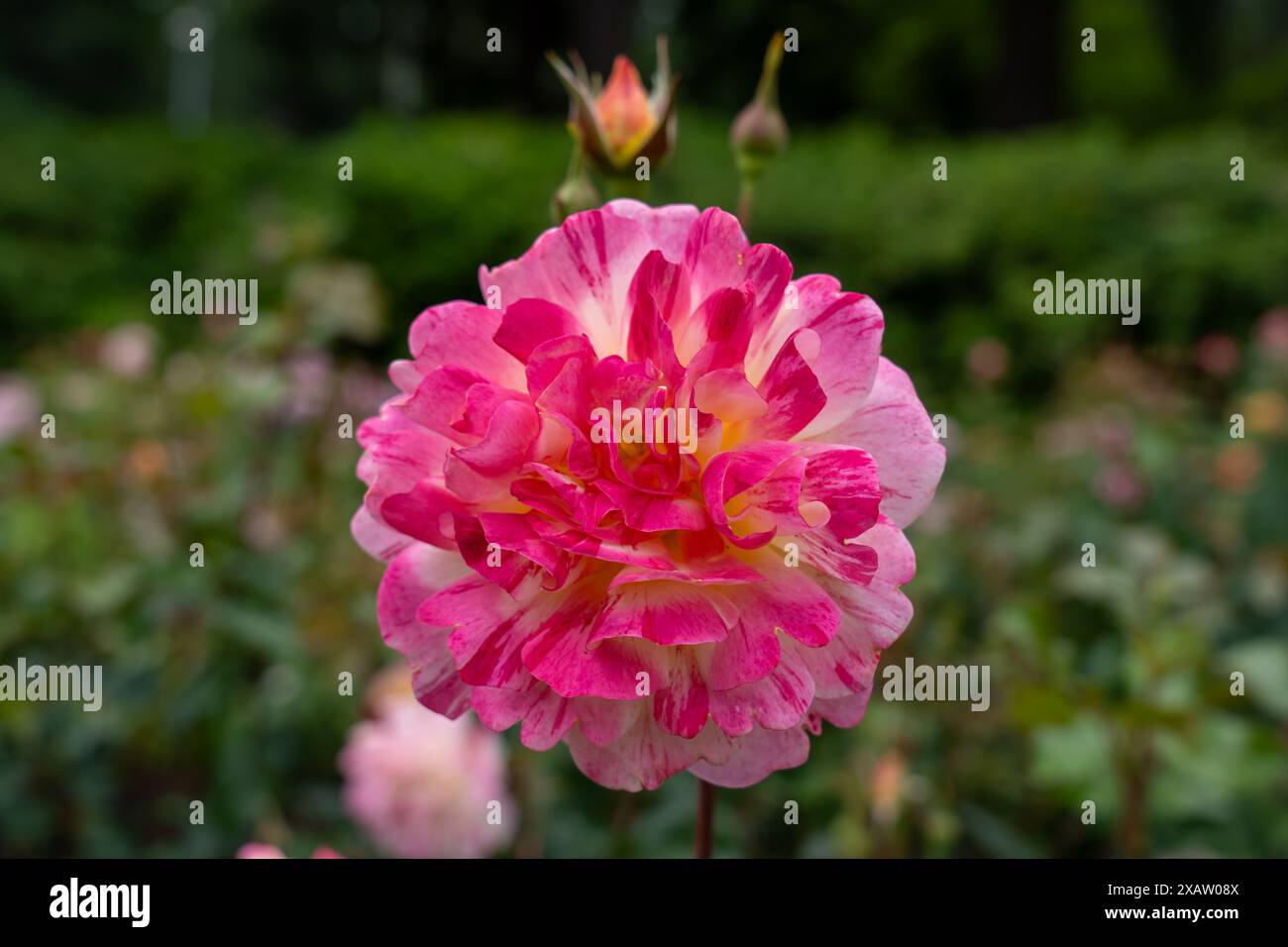 An All American Magic Rose flower growing in the garden. United States ...