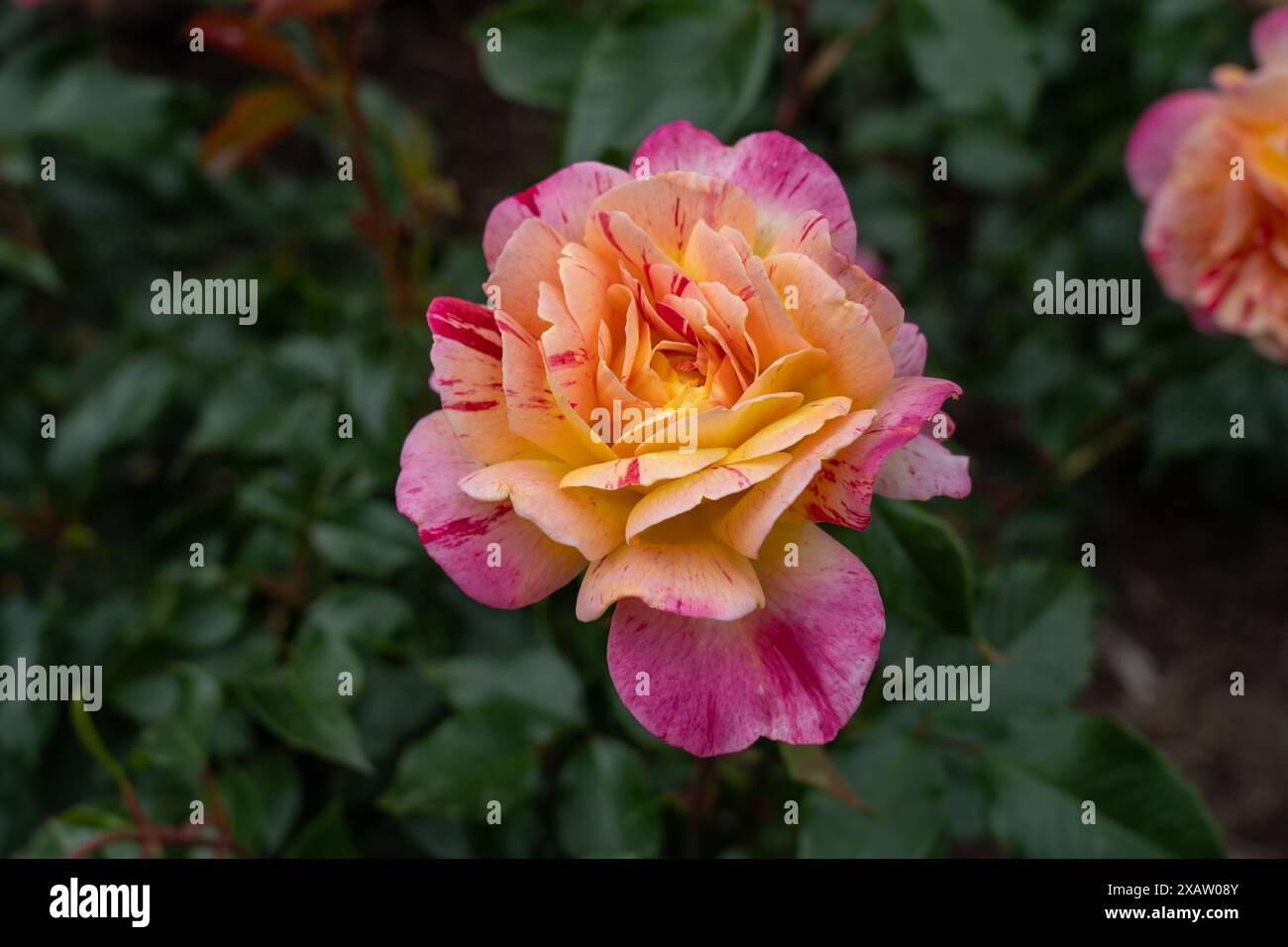 American magic rose flower hi-res stock photography and images - Alamy