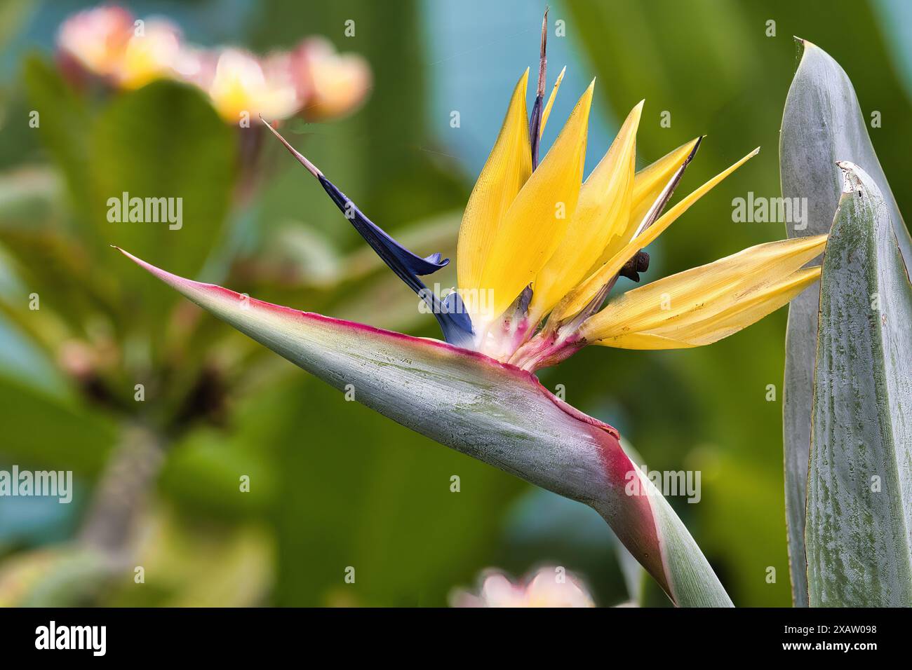 Extreme close-up of a pale yellow bird of paradise Stock Photo - Alamy