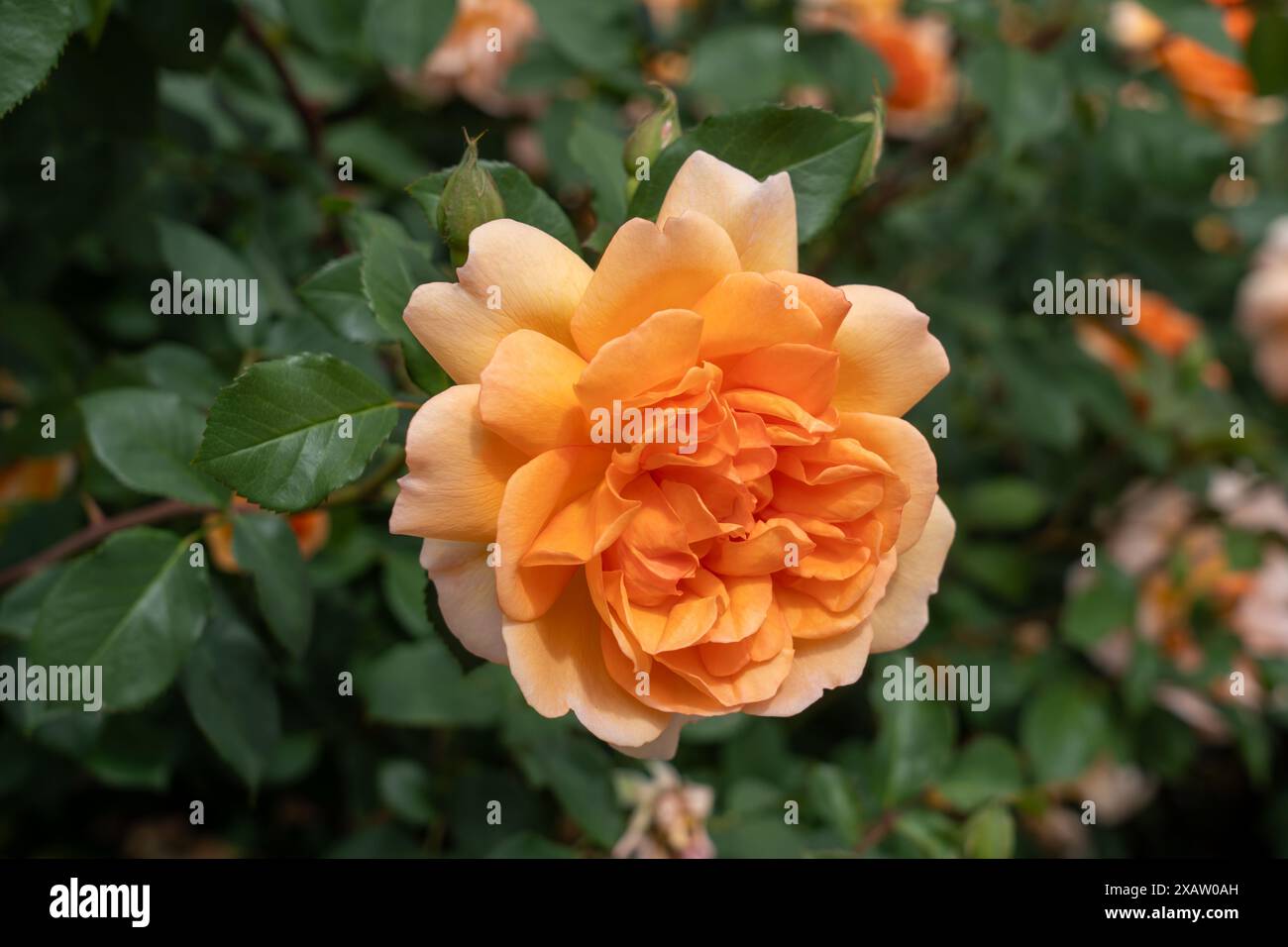 Dame judi dench 2023 hi-res stock photography and images - Alamy