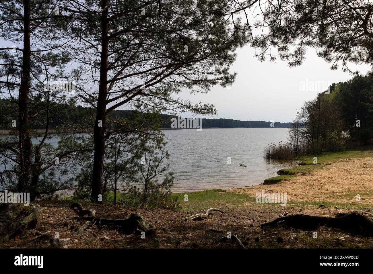 tree roots on sandy soil in sunny weather, tree roots without soil ...