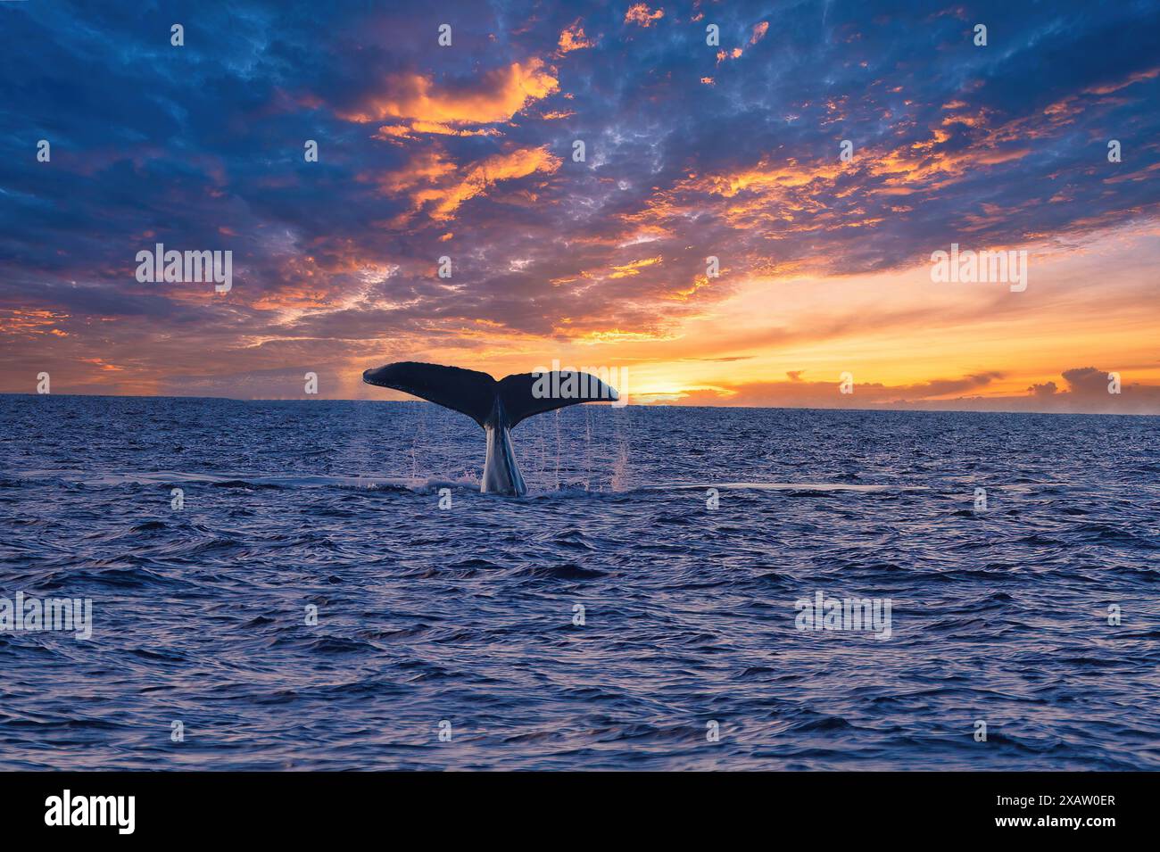 Humpback whale tail at sunset on maui Stock Photo - Alamy