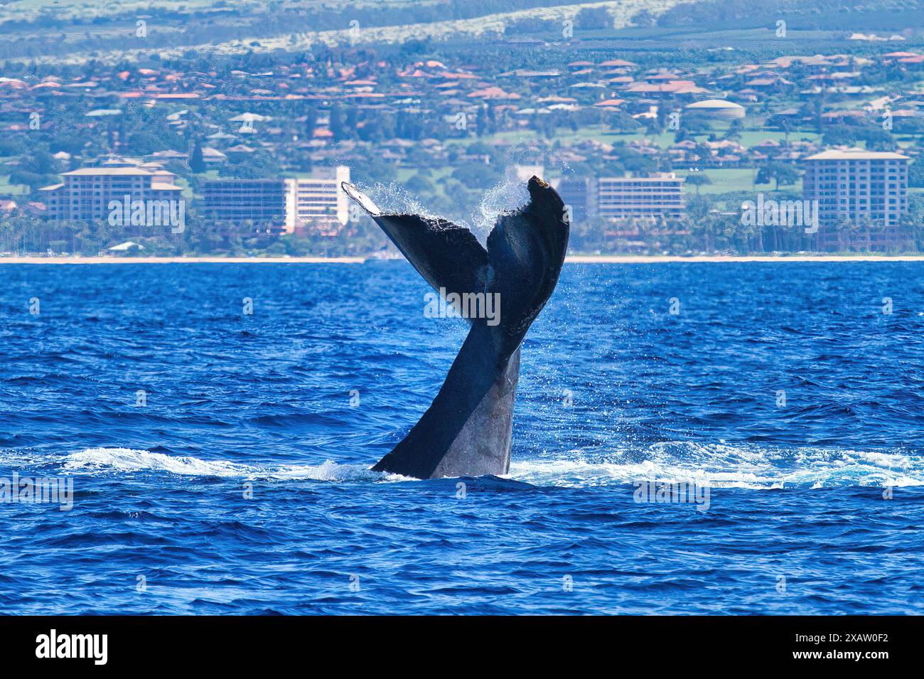 Powerful tail slapping by a humpback whale on Maui Stock Photo - Alamy