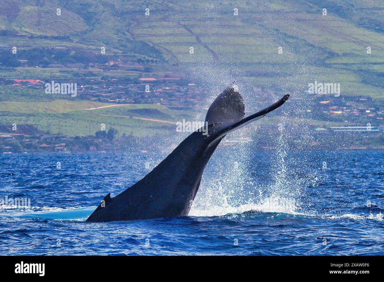 Humpback whale tail splashing hi-res stock photography and images - Alamy