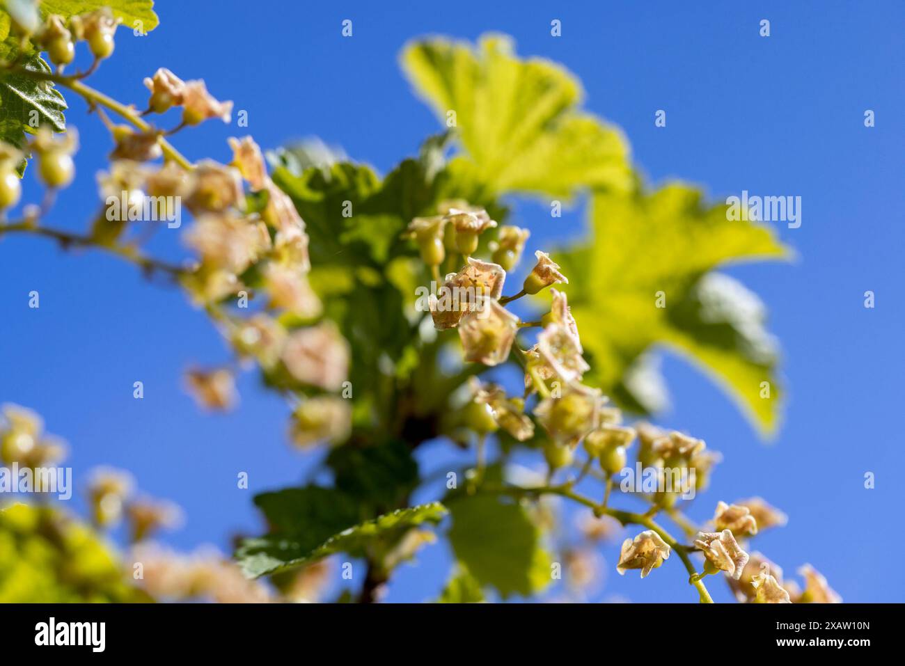 green foliage and gooseberry flowers on a blue sky background, blooming ...