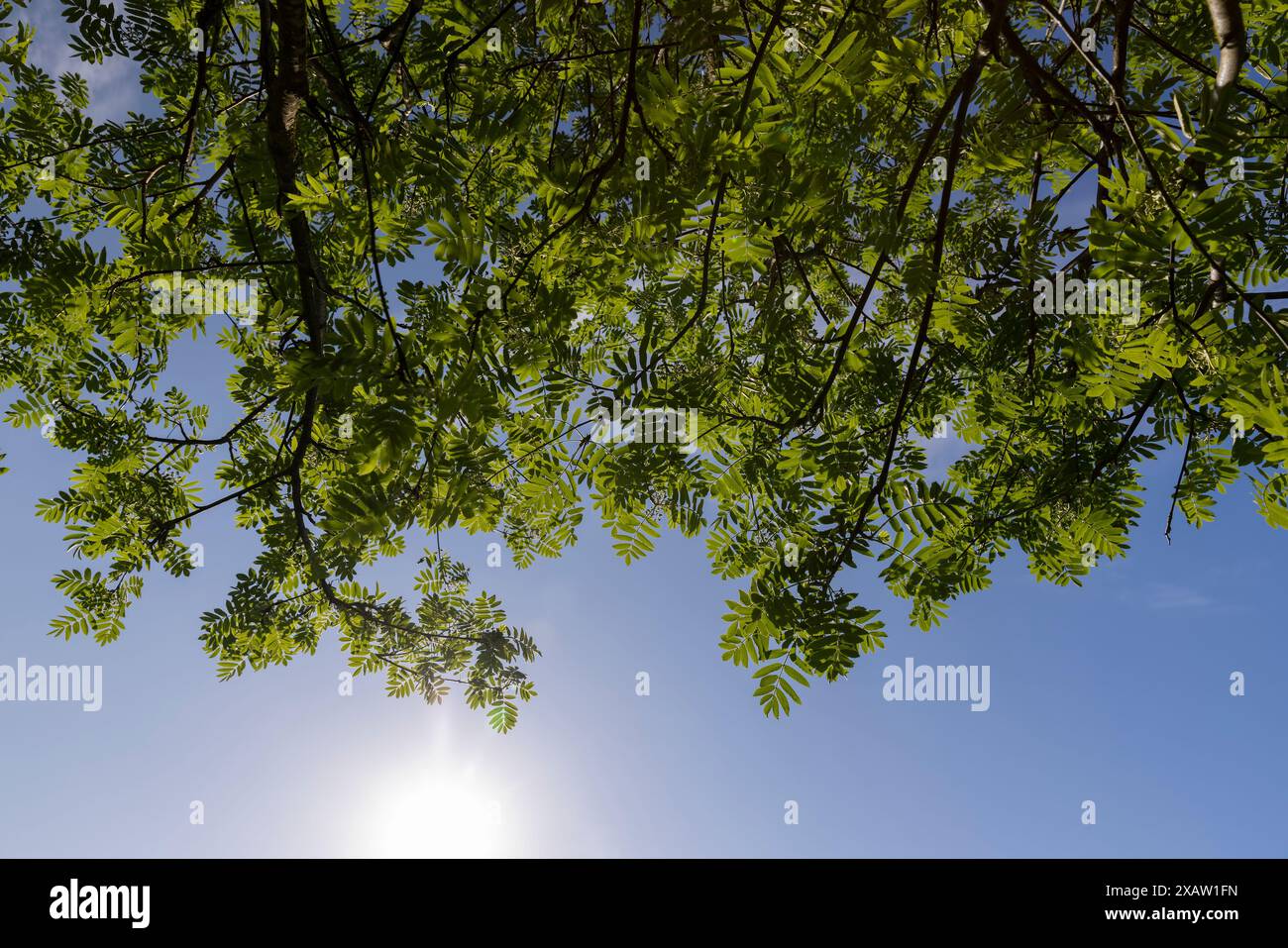 new foliage on rowan trees in spring, beautiful new rowan foliage in ...