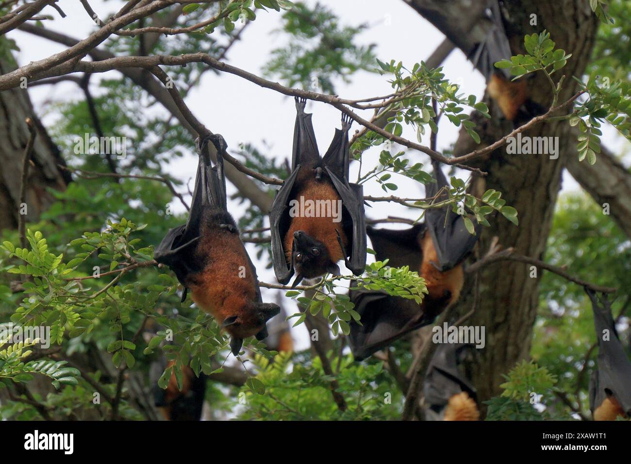 flying fox or big bat hanging on the tree Stock Photo - Alamy